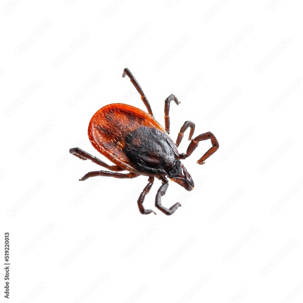 Infectious Encephalitis Ixodes Scapularis or Persulcatus Deer Tick ...