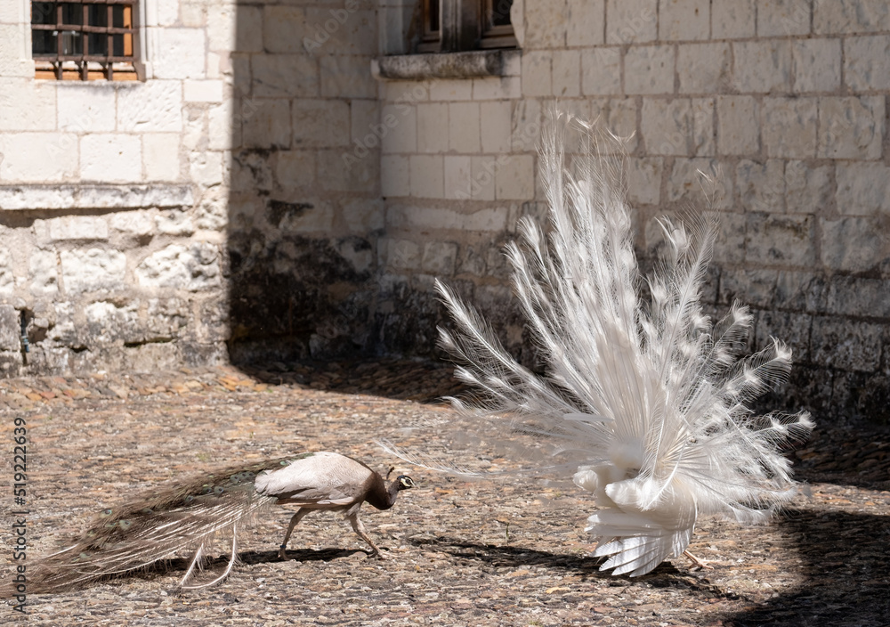 Foto de Two peafowl, one a white peahen and the other an opal peacock ...
