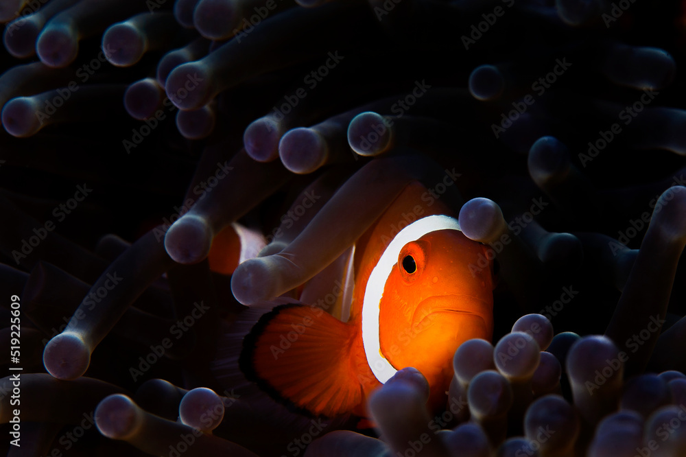Poster clownfish, Anemonefish in sea anemone Amphiprion (Amphiprion ...