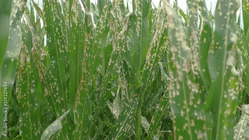 Corn plants wilting and dead after wrong applying herbicide in ...