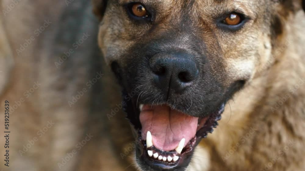 A dog looking up at the camera. Close up portrait of the homeless sand ...