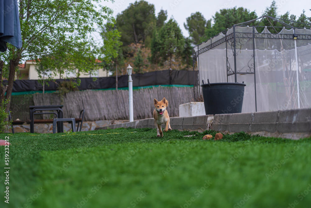 cachorro de perro japonés de raza shiba inu, jugando con una pelota y ...