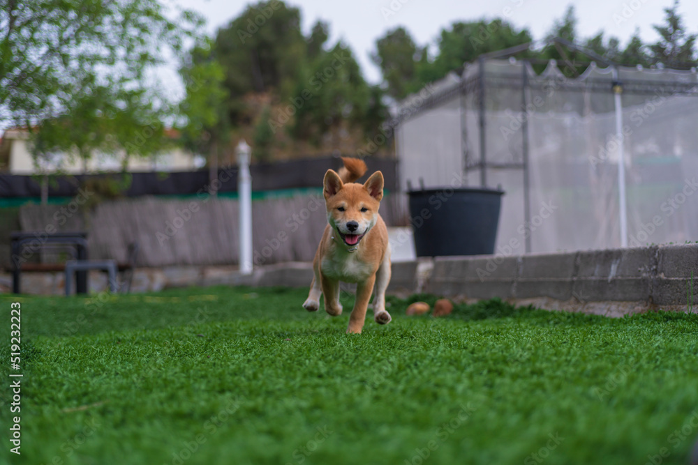 cachorro de perro japonés de raza shiba inu, jugando con una pelota y ...