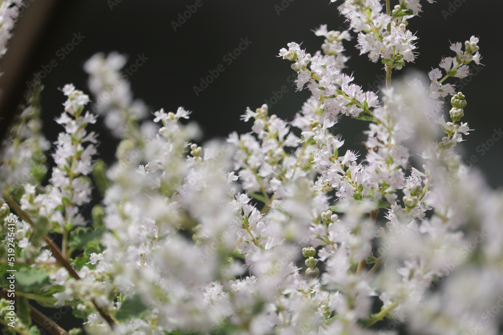 Myrrh Flower