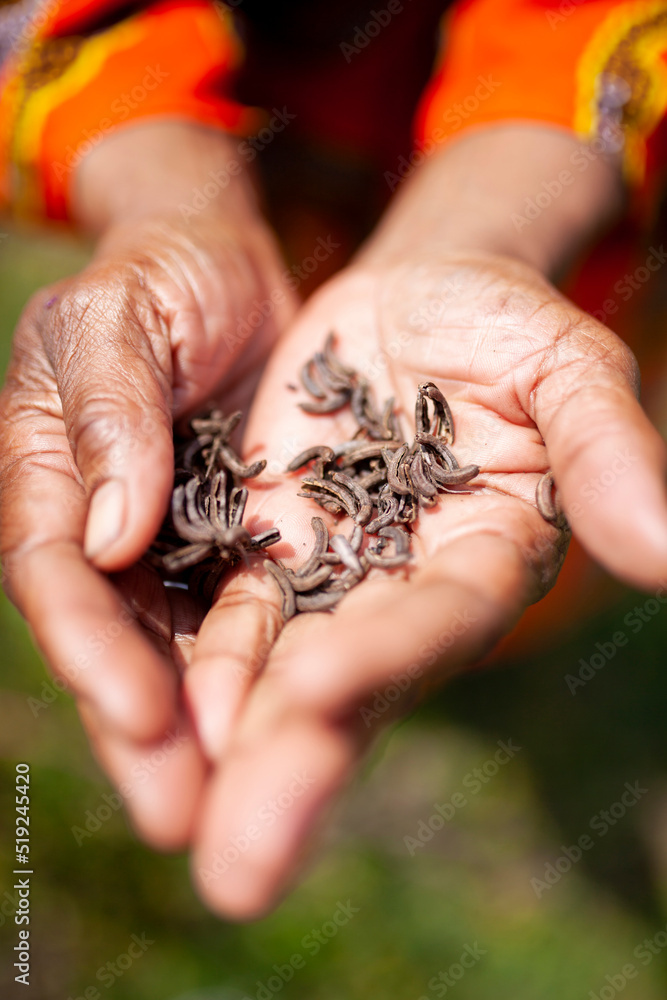 hands holding the seed pods of an indigo plant, used in the dyeing ...