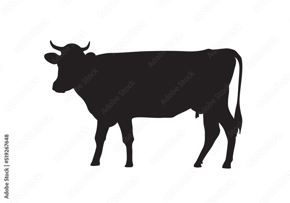 Indian cow breed. Silhouette of a cow. Cattle or livestock. Stock ...