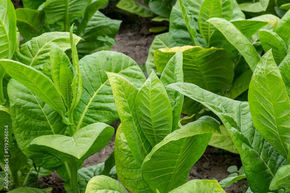 Green leaf tobacco in a blurred tobacco field background, close up ...
