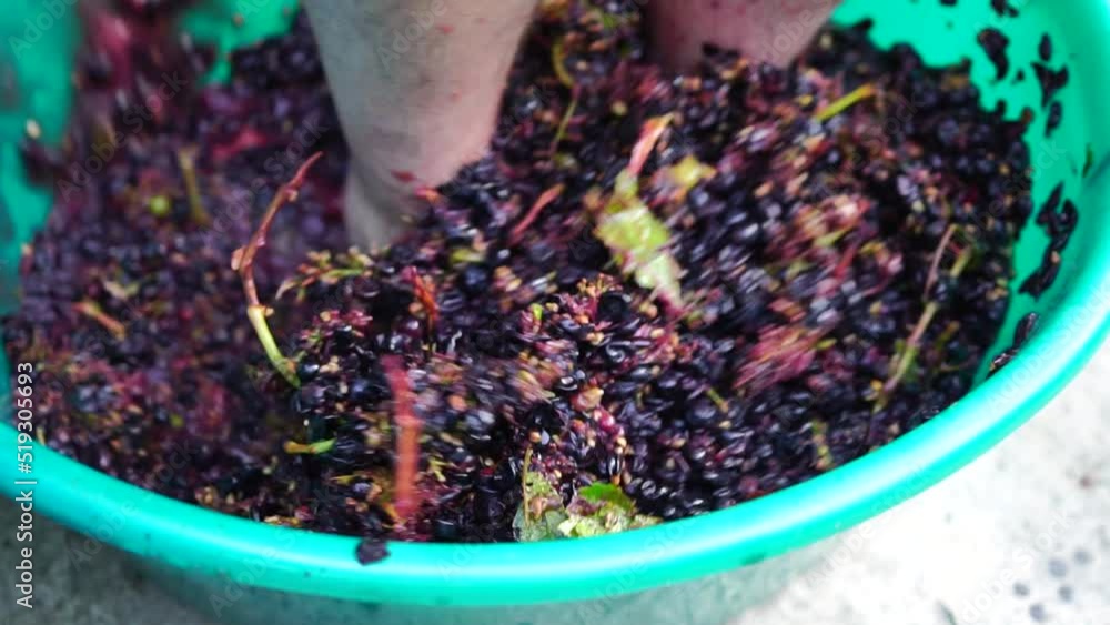 Video Stock Grape-treading or grape-stomping in traditional winemaking ...