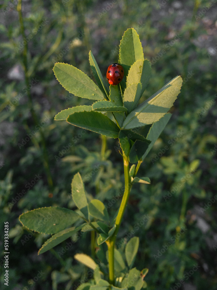 Selective ladybug focus on leaves. The concept of biological pest ...