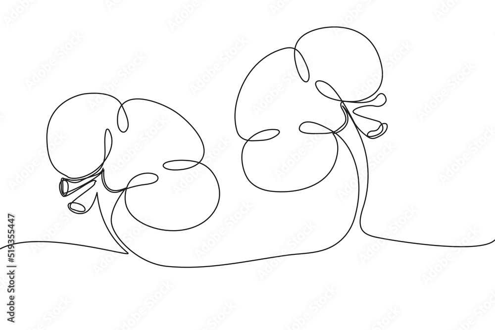Kidneys Hand drawn icon continuous line drawing. Human organs Creative ...