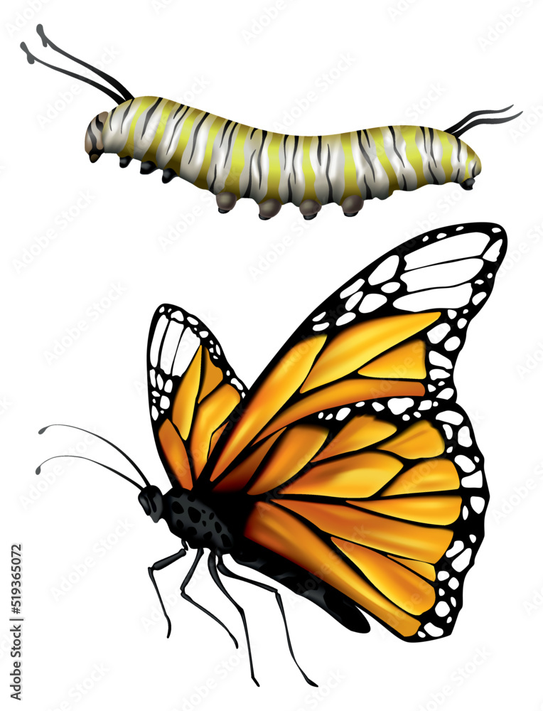 Naklejka Monarch butterfly and caterpillar. Two different states of ...