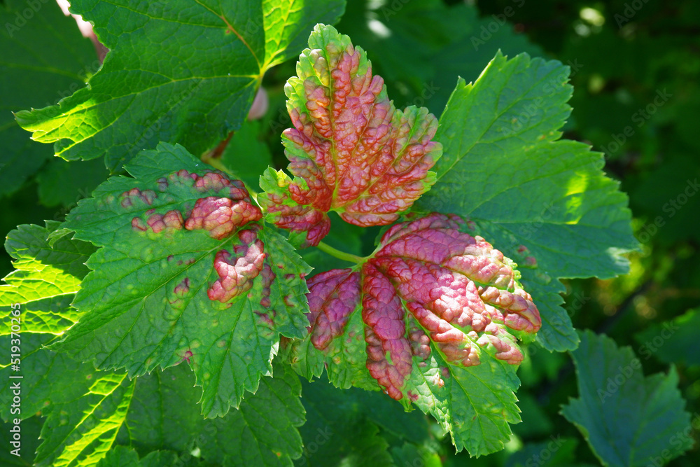 A twisted leaf with red spots of a currant bush with signs of ...