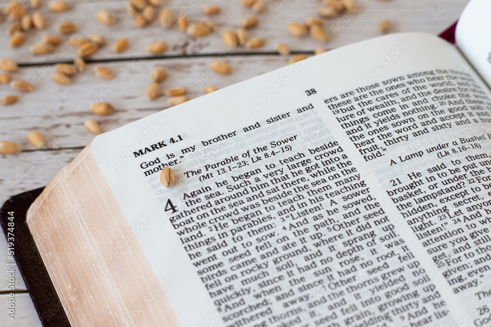 Wheat seed on an open Holy Bible Book with many grains in the ...