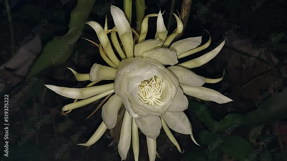 Time-lapse of blooming flower call queen of the night (Epiphyllum ...