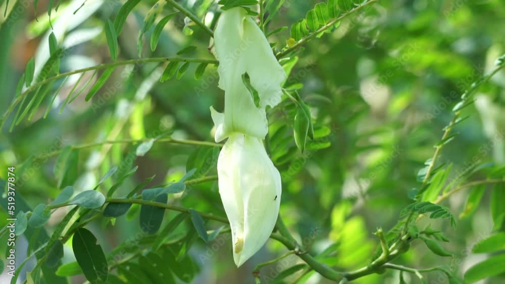 Vegetable hummingbird (Also called Sesbania grandiflora, hummingbird ...
