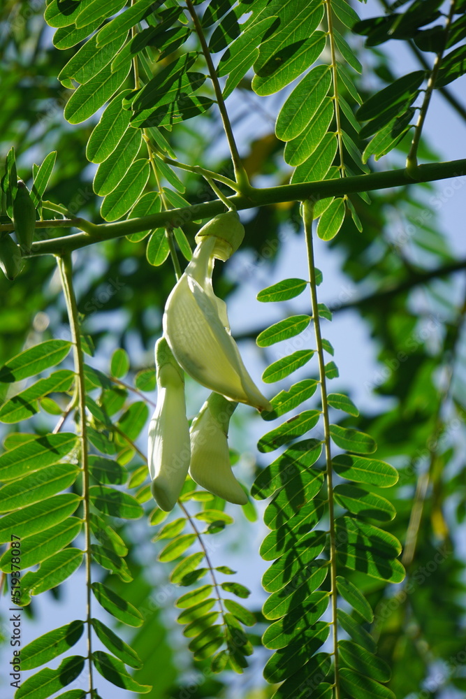Vegetable hummingbird (Also called Sesbania grandiflora, hummingbird ...