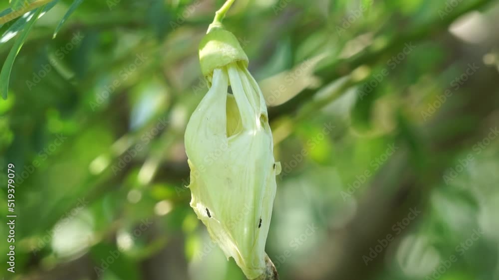 Wideo Stock: Vegetable hummingbird (Also called Sesbania grandiflora ...