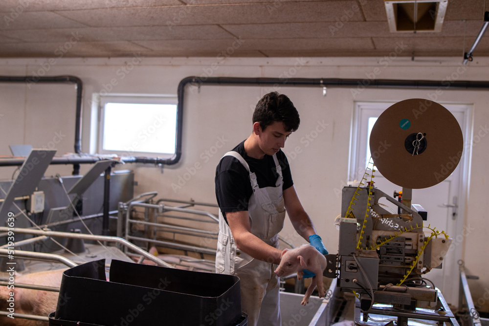 A farm worker in a special white uniform and blue gloves performs a ...
