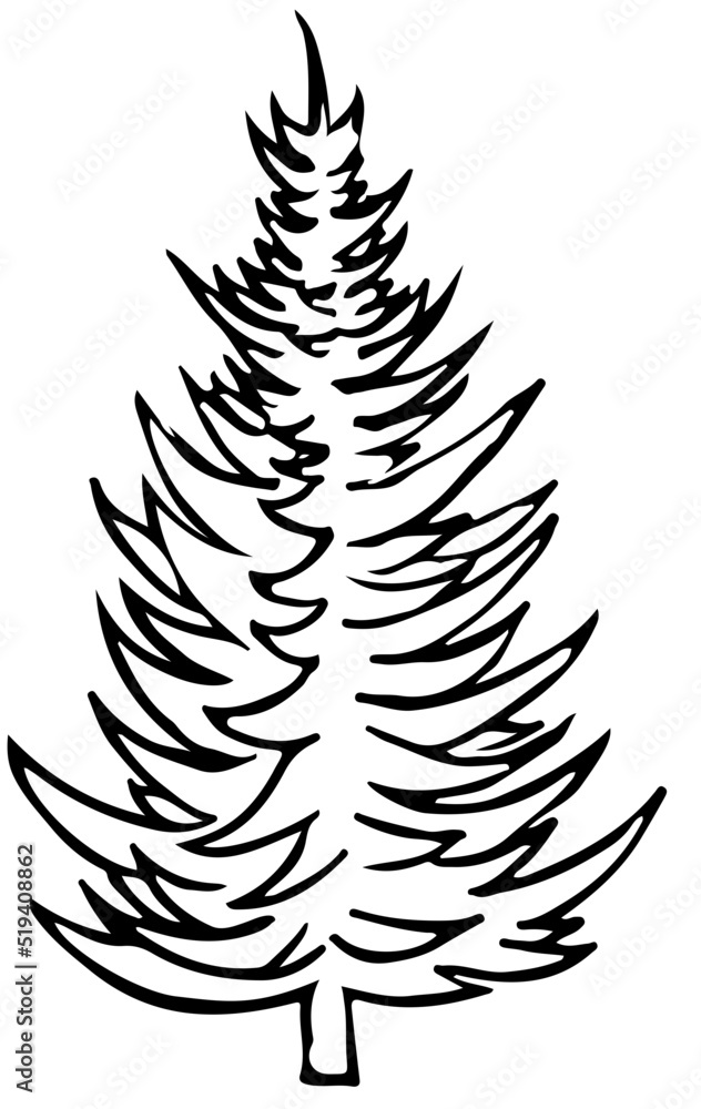 polskie drzewa iglaste line art świerk drzewo Stock Vector | Adobe Stock