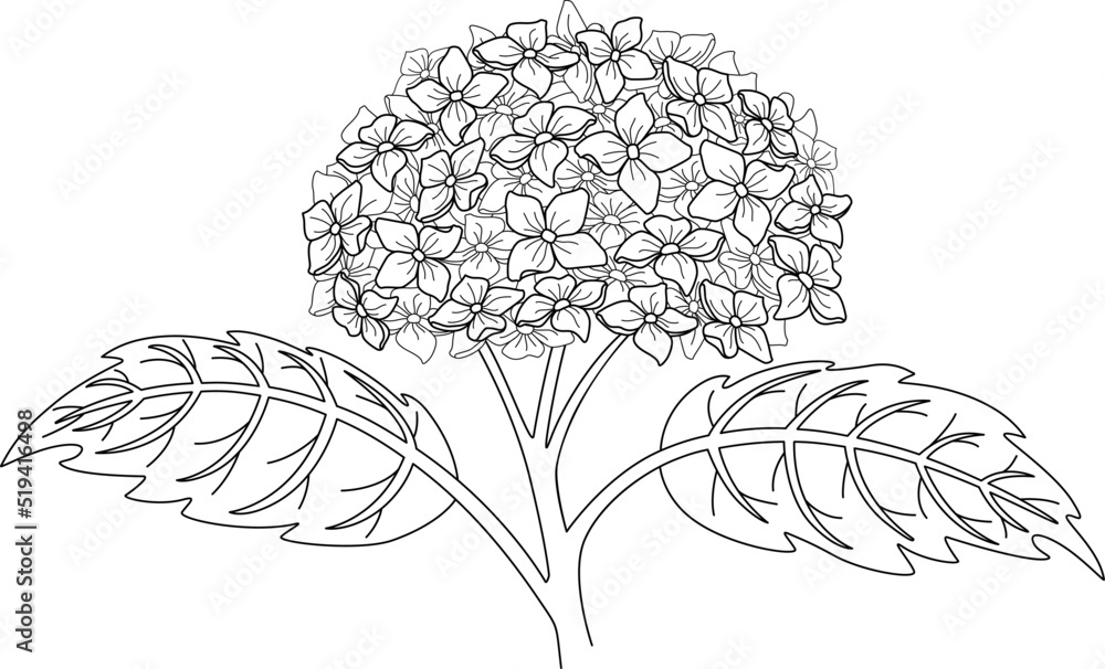 Hydrangea inflorescence with leaves, garden plant - vector linear ...