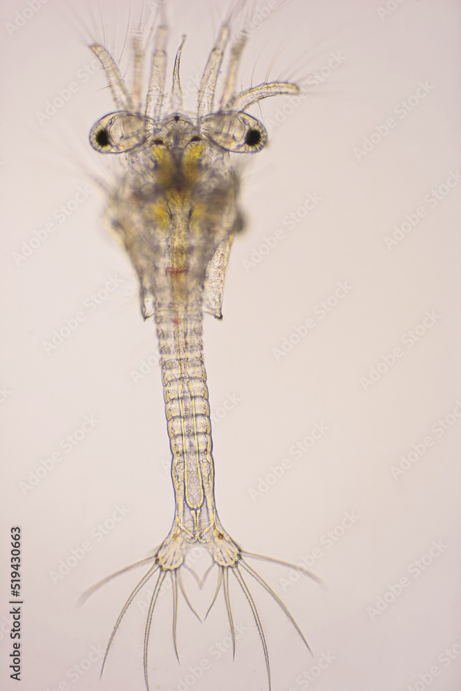 Shrimp, Zoea stage of Vannamei shrimp in light microscope, Shrimp ...