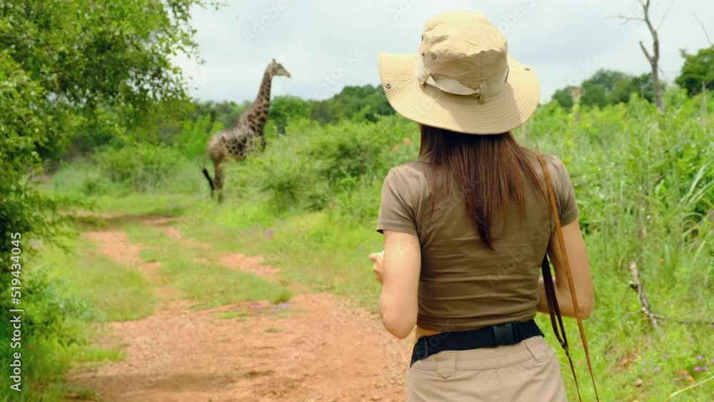 a woman traveler in safari style takes a photo of a giraffe in the ...