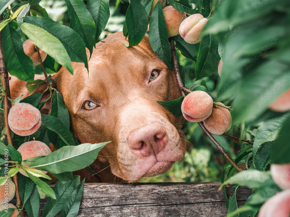 Lovable, pretty brown puppy and ripe, juicy peaches. Closeup, outdoors ...