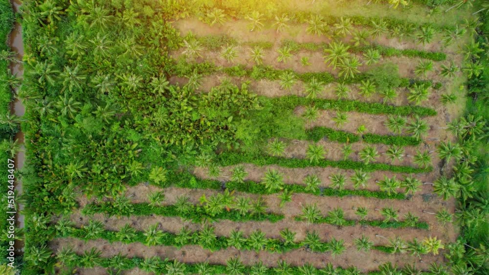Drone fly over beautiful coconut plantations. tropical aerial birds-eye ...