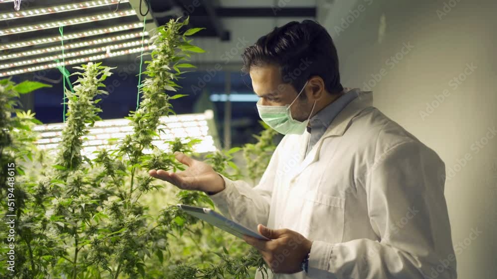 A worker working in marijuana or cannabis plant leaves farm lab to ...