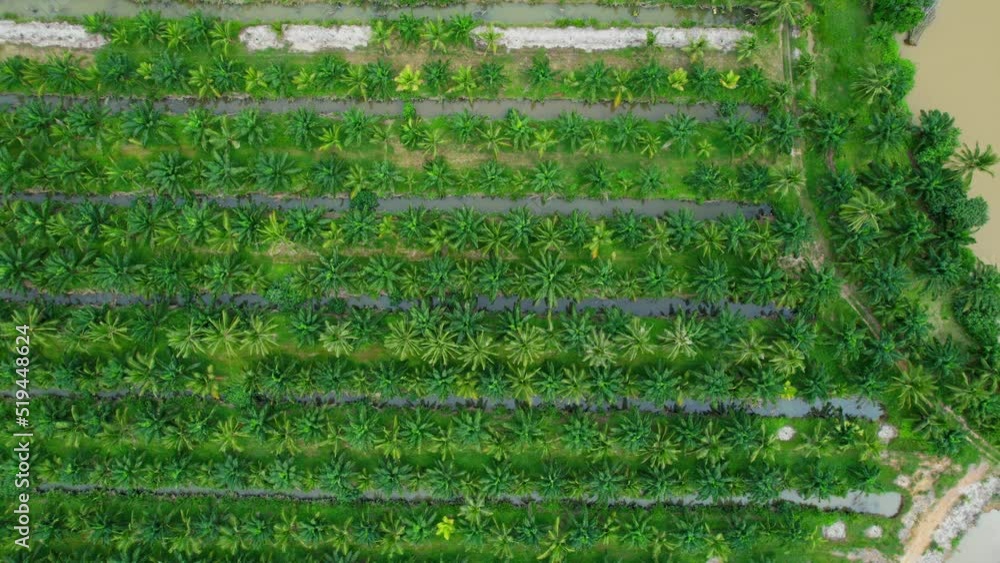 Drone fly over beautiful coconut plantations. tropical aerial birds-eye ...