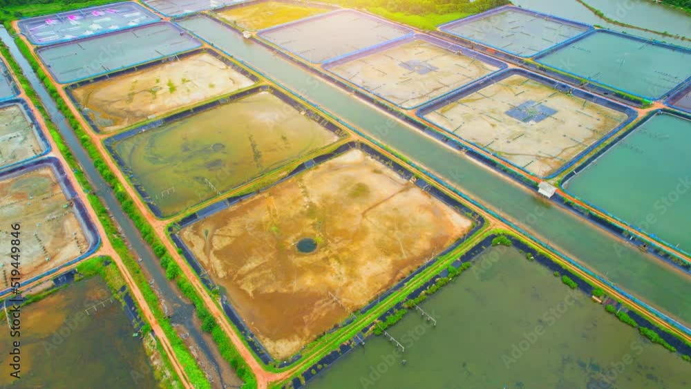 An Aerial View Over A Drone Flying Over A Large Shrimp Farm Ponds For Shrimp Farming Chumphon