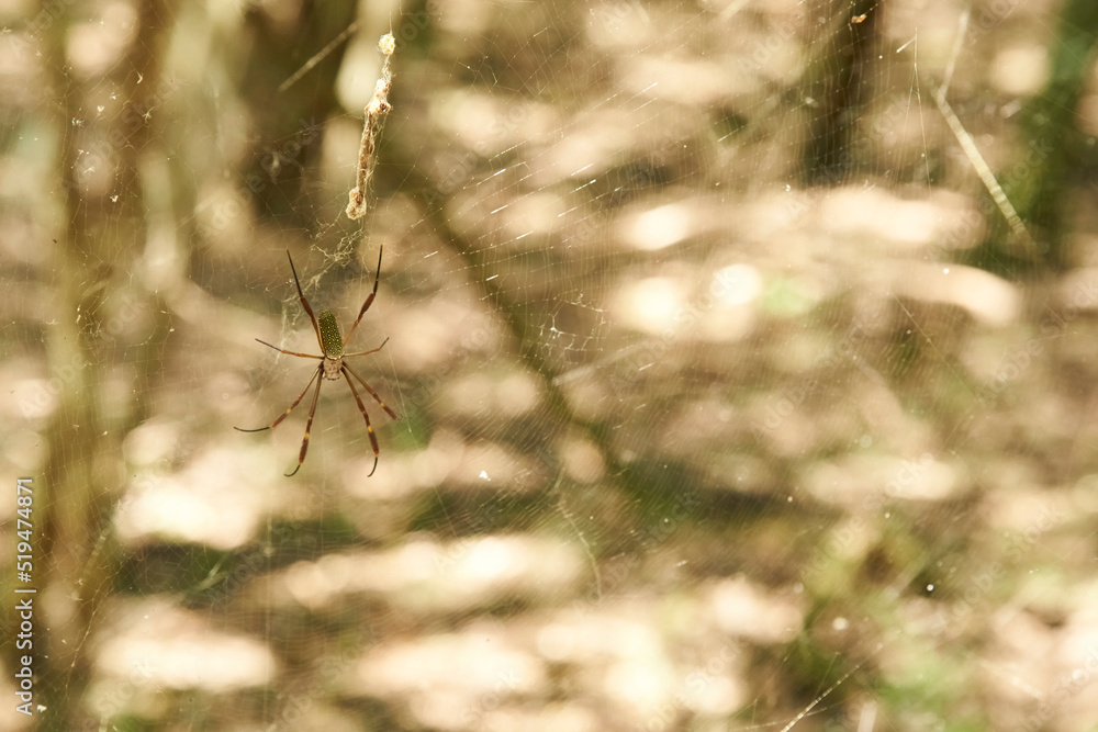 Trichonephila clavipes, formerly Nephila clavipes, commonly known as ...