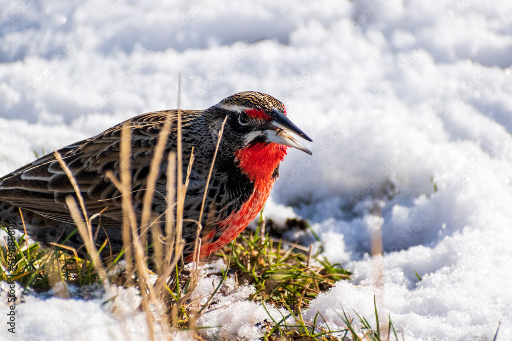 loica macho comiendo semillas en pasto nevado, ave de plumaje rojo en ...