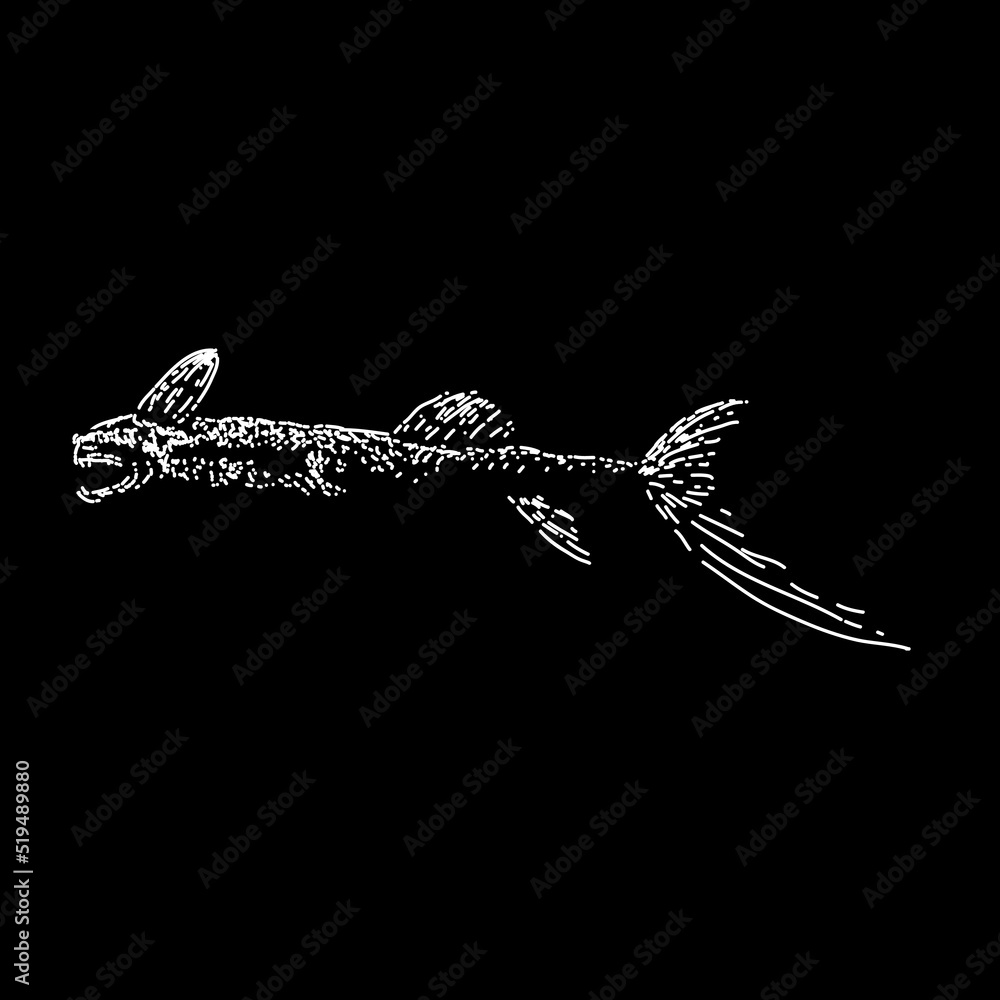 Telescope Fish hand drawing vector illustration isolated on black ...