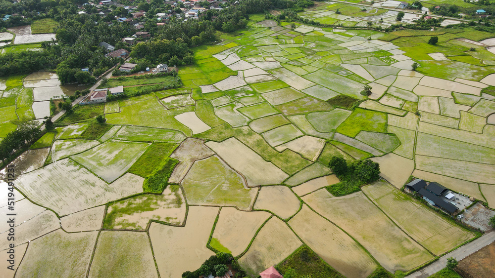 Aerial view green rice fields nature agricultural farm background rural ...