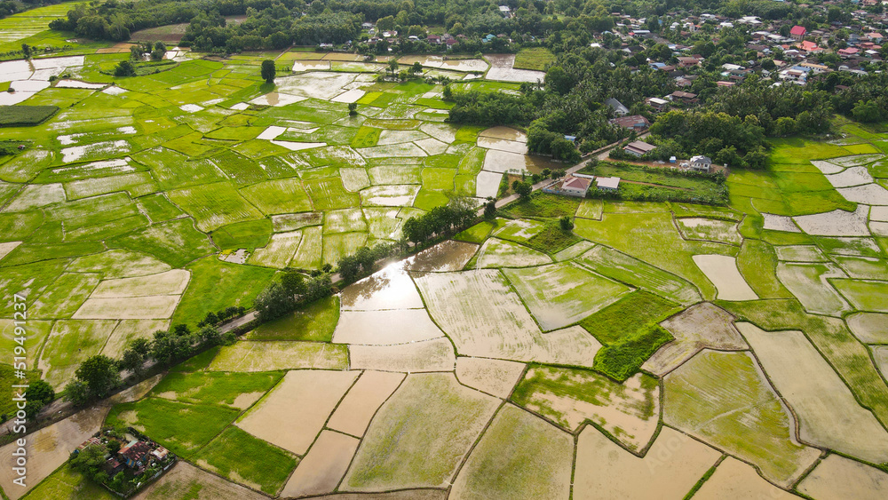 Aerial view green rice fields nature agricultural farm background rural ...