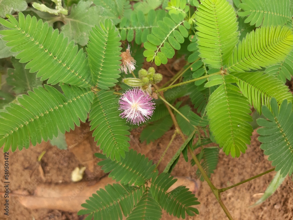 Mimosa pudica, Touch me not plant, sensitive plant, sleepy plant, shame ...