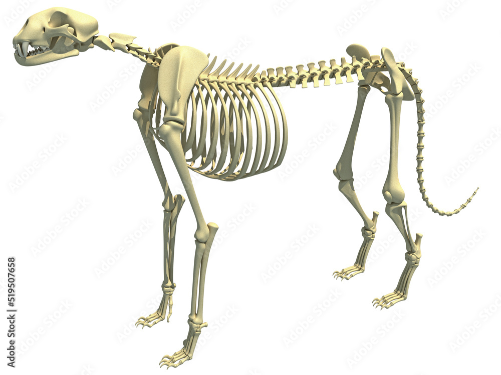 Cheetah Skeleton animal anatomy 3D rendering Stock Illustration | Adobe ...