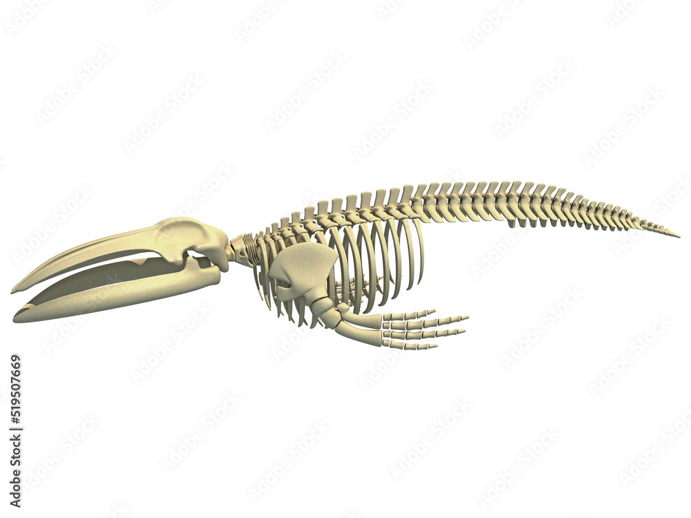 Blue Whale Skeleton anatomy 3D rendering Stock Illustration | Adobe Stock