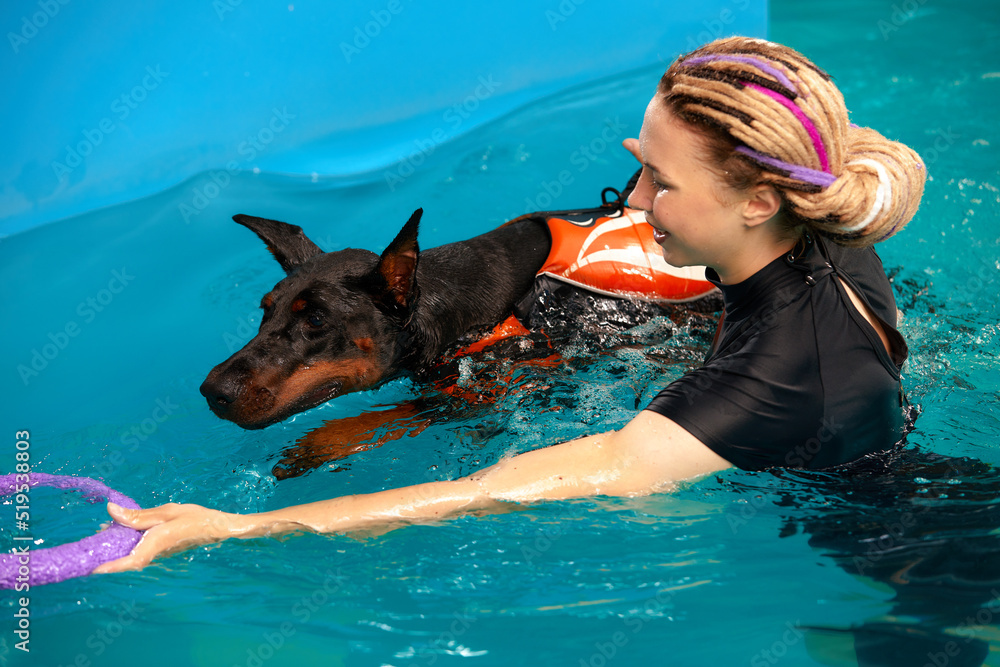 Dog in life jacket swim in the swimming pool with coach. Pet rehabilitation. Recovery training ...