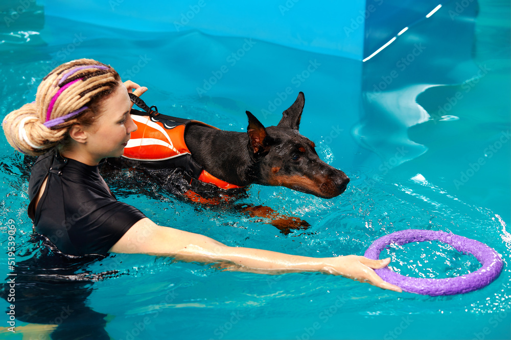 Foto de Dog in life jacket swim in the swimming pool with coach. Pet ...