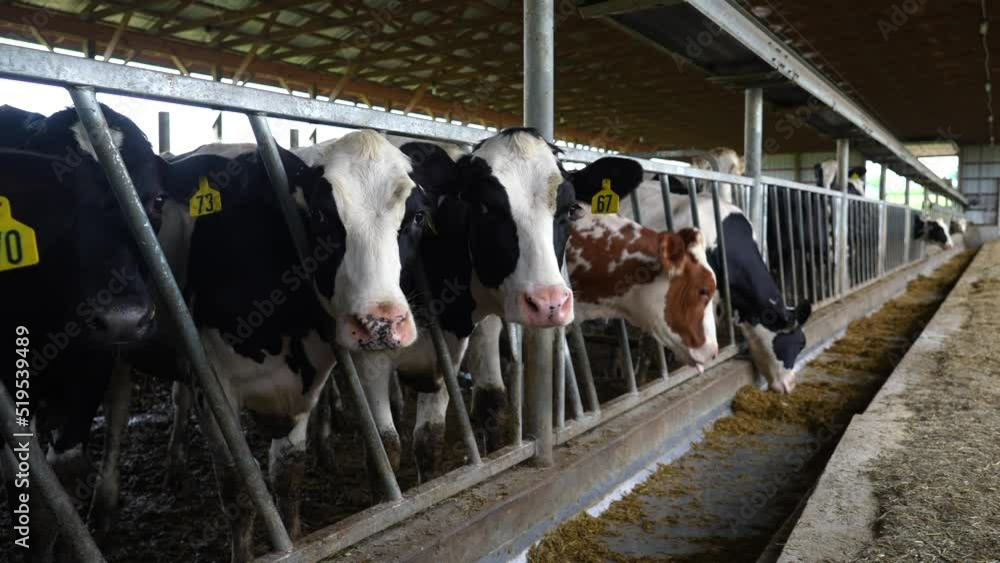 Pan to reveal herd of holstein and jersey heffers. Tagged cows in ...
