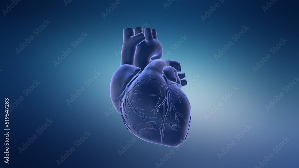 Human Circulatory System Heart Beat Anatomy Animation Concept Stock ...