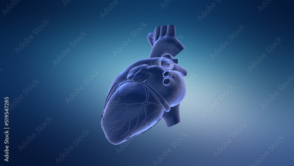 Human Circulatory System Heart Beat Anatomy Animation Concept Stock ...