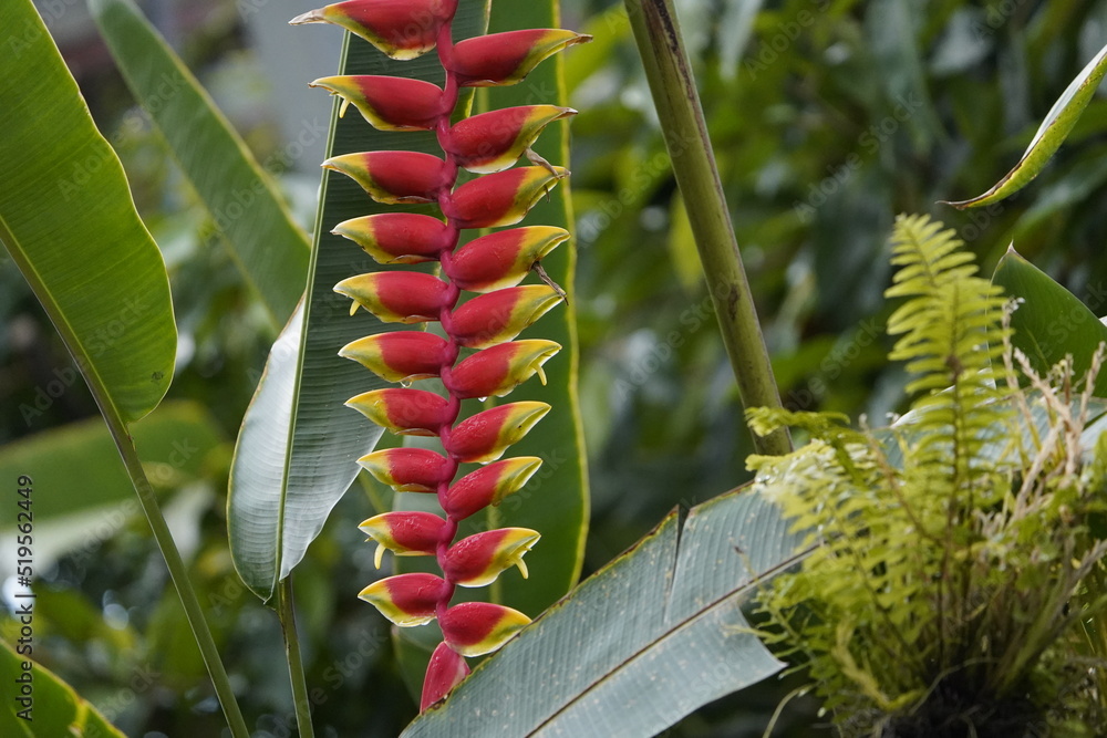 Heliconia, also popularly known as lobster-claw, wild plantain or false ...