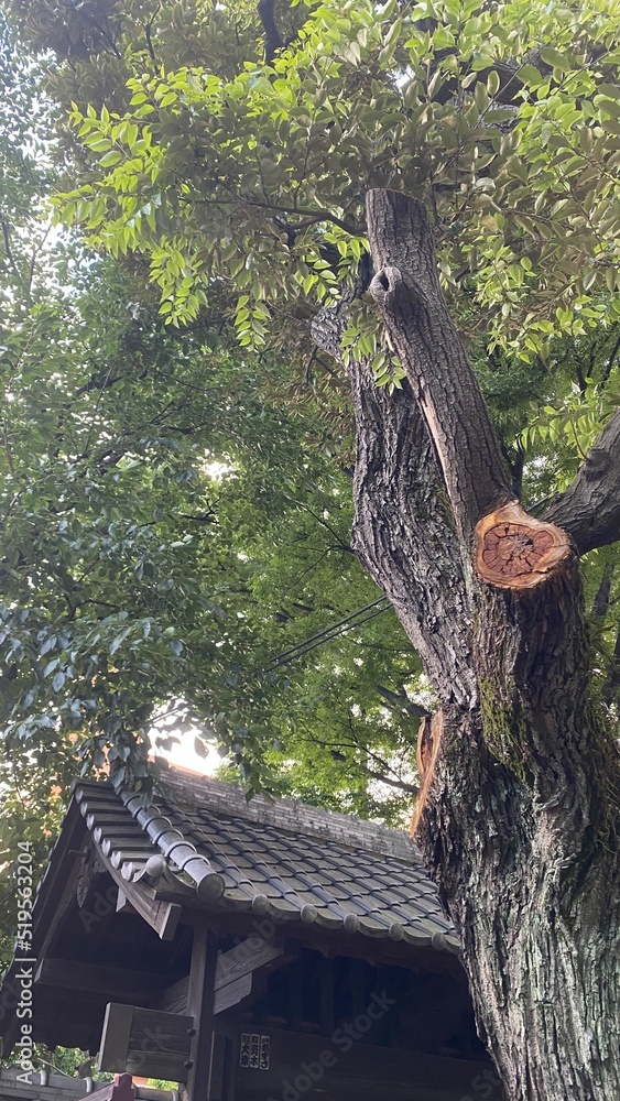 Old tree trunk, cut open at some point, at old Japanese temple, street ...