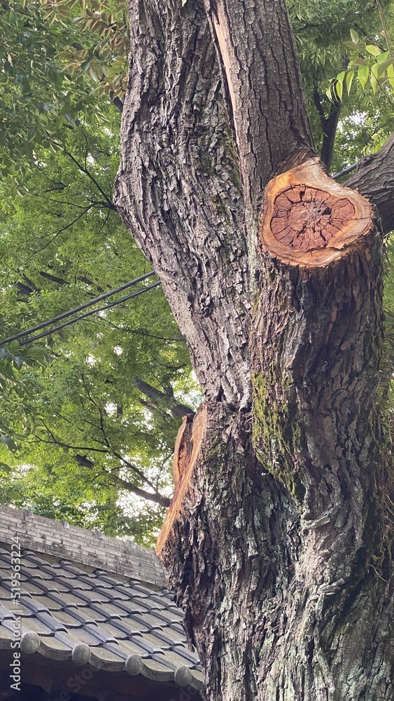 Old tree trunk, cut open at some point, at old Japanese temple, street ...