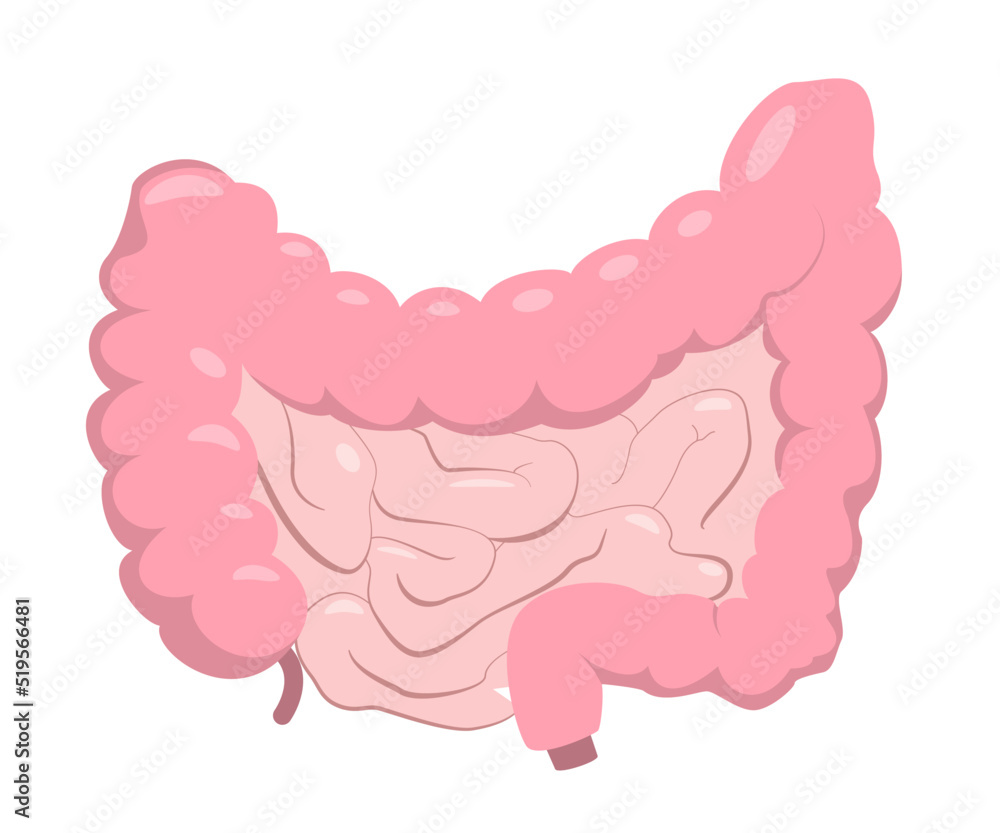 Medical chart of intestine in realistic style with shadows and ...