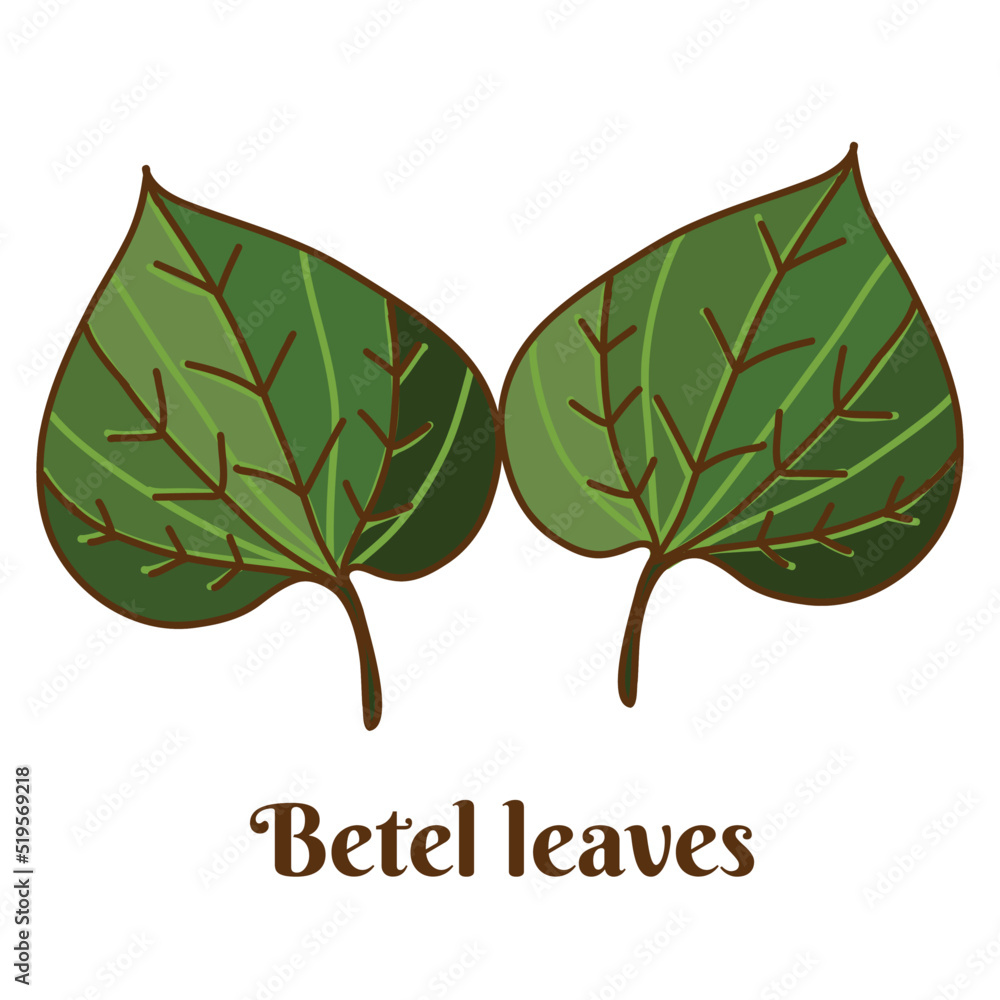 Hand drawn flat cartoon vector illustration of betel leaves, wild betel ...
