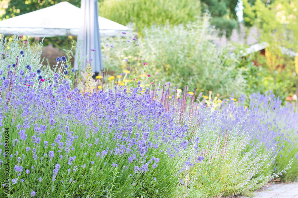 Lavender garden, flower bed in bloom, soft focus, late summer garden ...